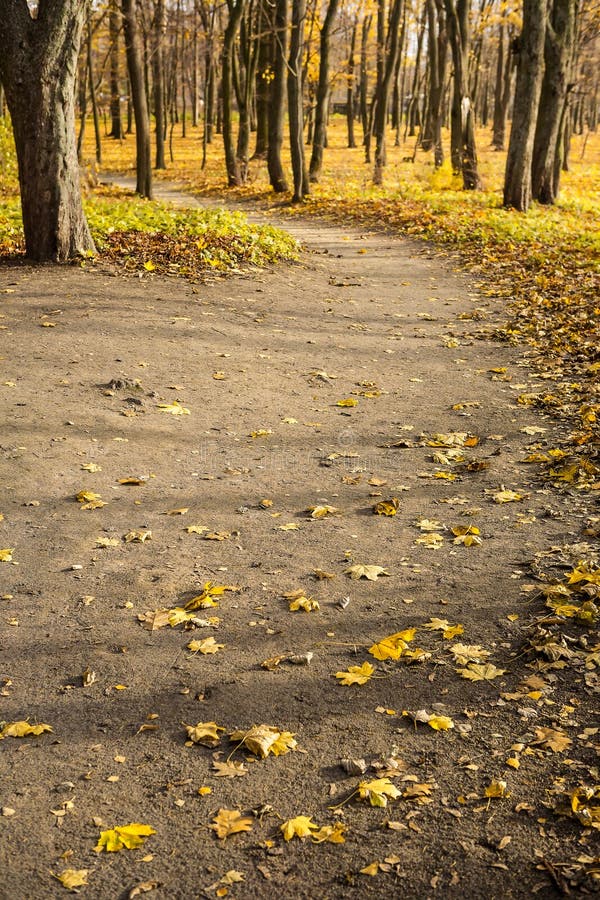 Small Road in Autumn Forest Stock Image - Image of hiking, nonurban ...