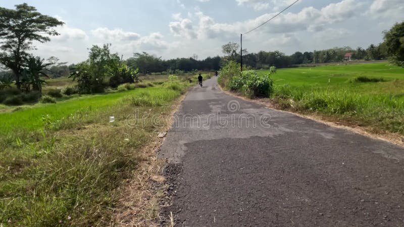The View of the Small Road that Divides the Rice Fields in the ...