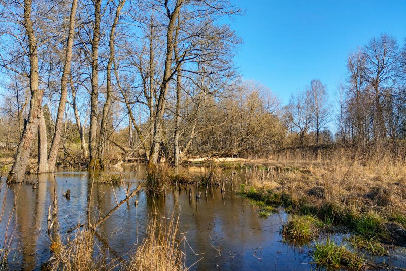 Small Swamp in a Green Forest Stock Image - Image of green, pond: 218715875