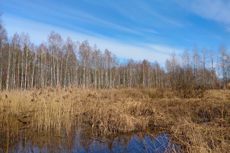 Small Swamp in a Green Forest Stock Image - Image of green, pond: 218715875