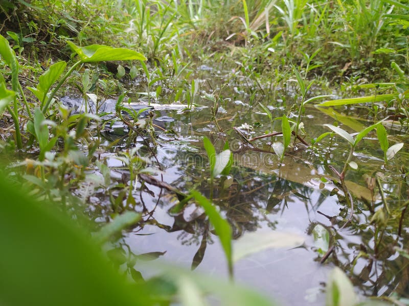 Small Swamp in a Green Forest Stock Image - Image of green, pond: 218715875