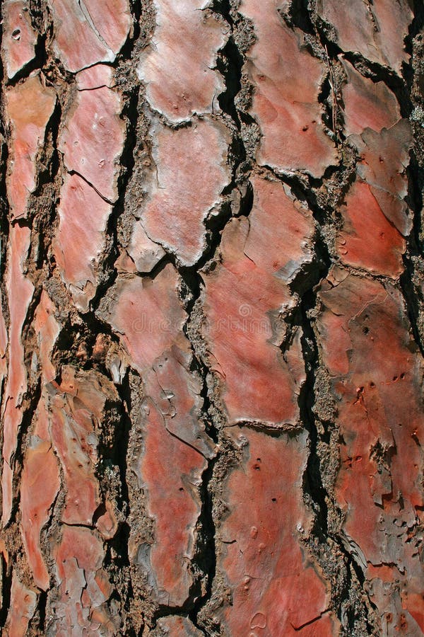 Surfaced Segments Stock Photos - Free & Royalty-Free Stock Photos from ...