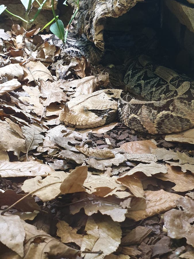 View of a Snake stock image. Image of nature, wood, woodland - 186610235