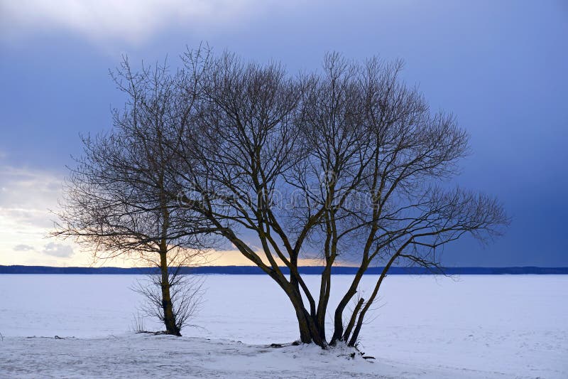 View of a Snow-covered Lake in Early March. Willows Waiting for Spring ...