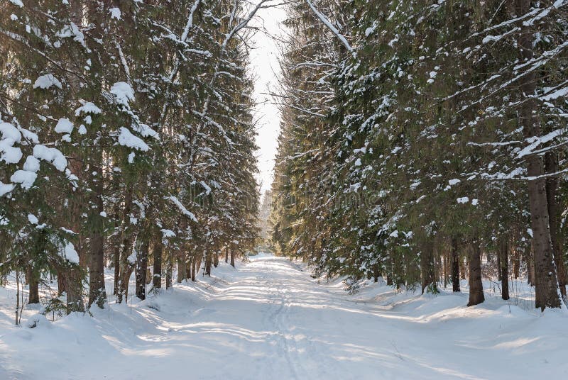 Snow-covered Path in the Winter Park Stock Photo - Image of plant ...
