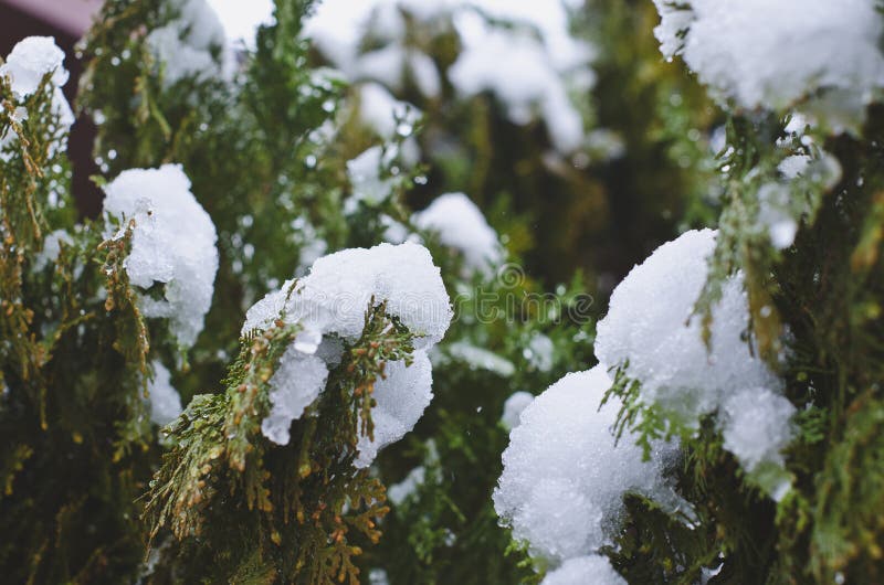 Frozen Dew Juniper Tree Pasture Stock Photo - Image of freezing ...