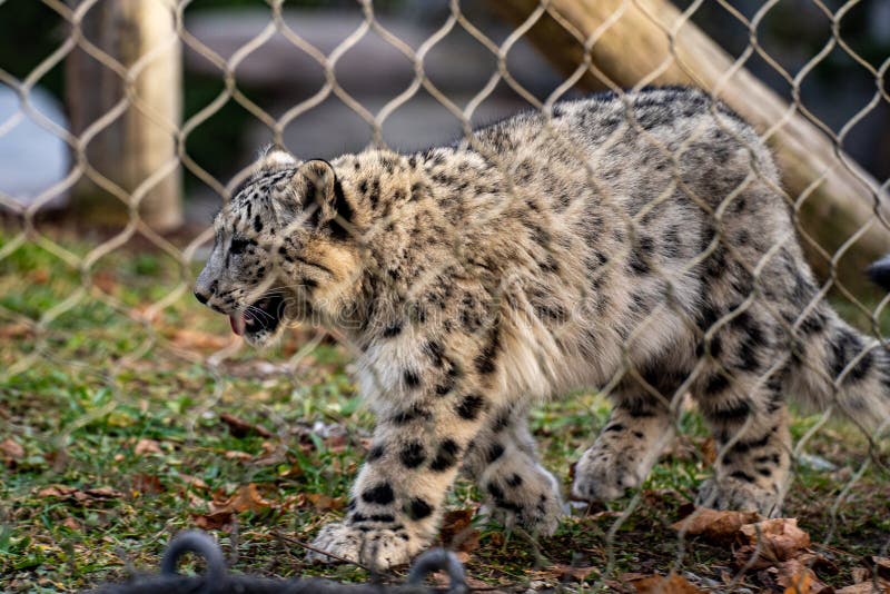 View of Snow Leopard at the Toronto Zoo Editorial Photo - Image of ...