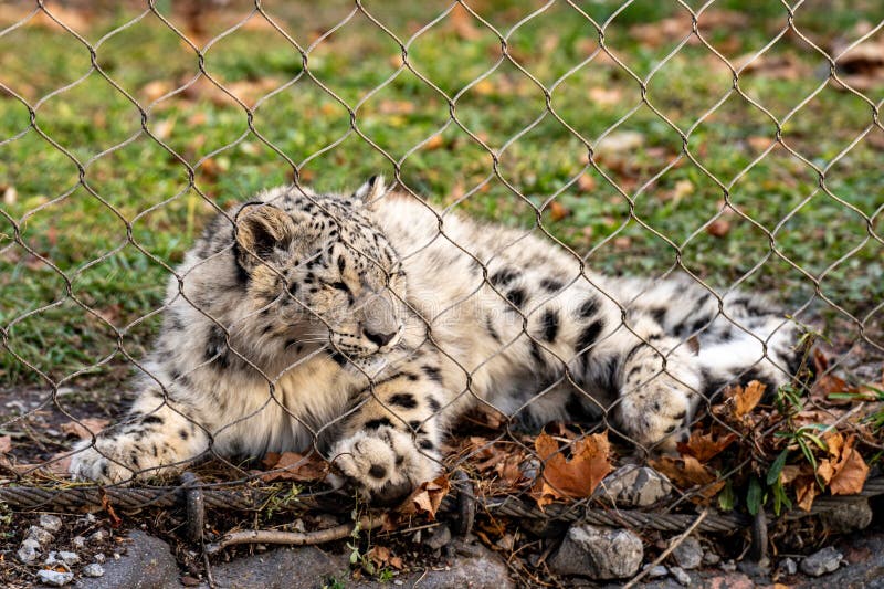View of Snow Leopard at the Toronto Zoo Stock Image - Image of people ...