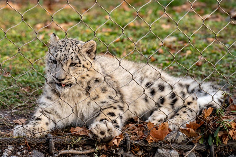 View of Snow Leopard at the Toronto Zoo Stock Photo - Image of nature ...