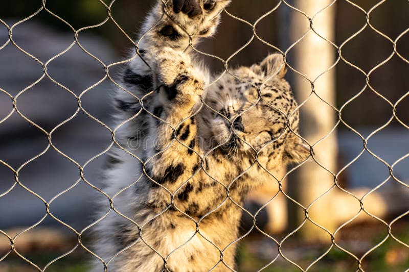 View of Snow Leopard at the Toronto Zoo Stock Photo - Image of display ...