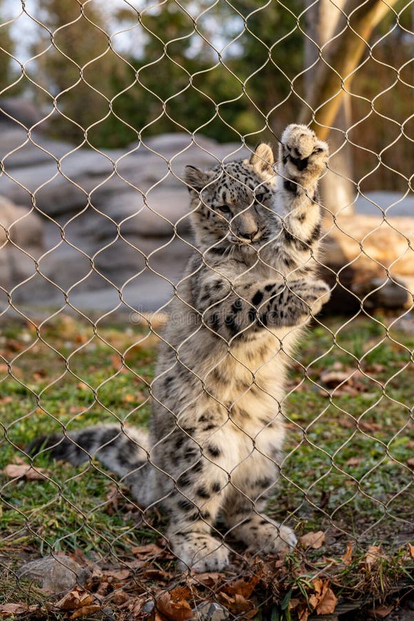 View of Snow Leopard at the Toronto Zoo Stock Image - Image of themes ...