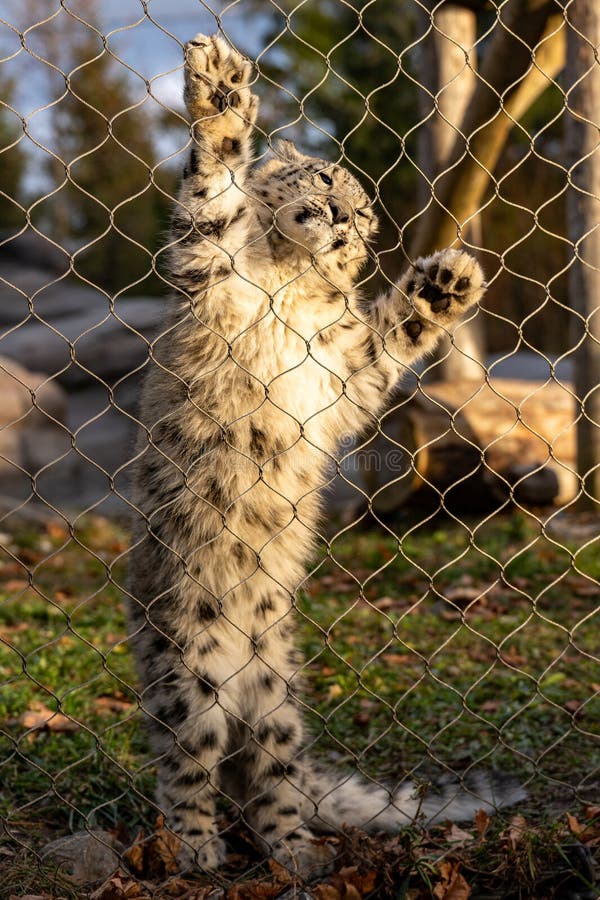 View of Snow Leopard at the Toronto Zoo Stock Photo - Image of panthera ...