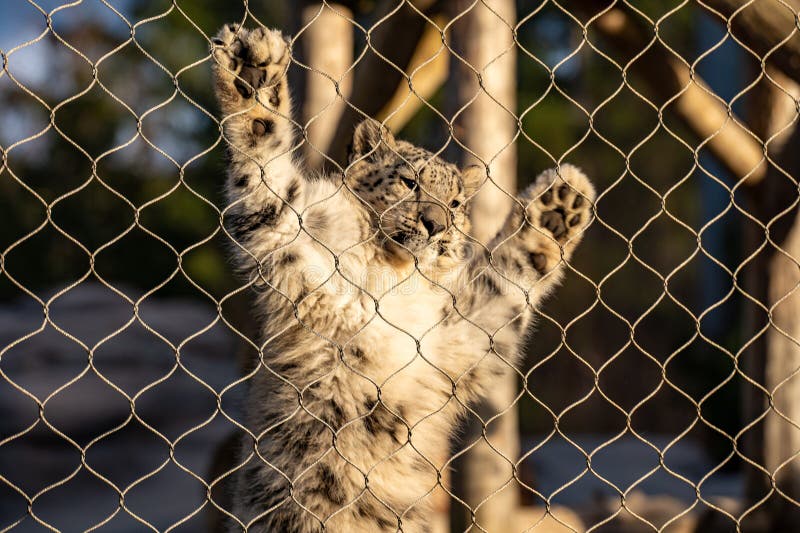 View of Snow Leopard at the Toronto Zoo Stock Image - Image of leopard ...