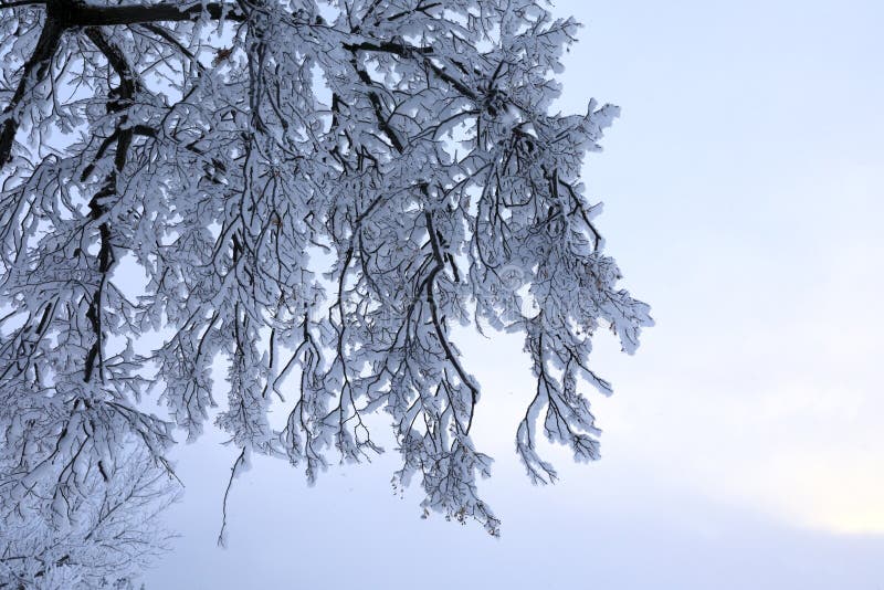 View of snow tree branch stock image. Image of cold - 135180559