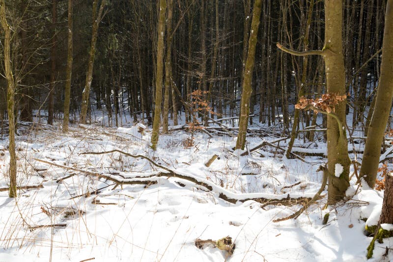 View in the snowy forest stock image. Image of hausenroth - 123328469