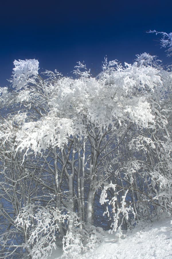 Snow-covered Forest on a Sunny Day Stock Photo - Image of environment ...