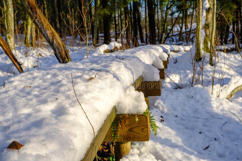A View of a Snowy Forest and a Wooden Path for a Relaxing Walk. Snow ...