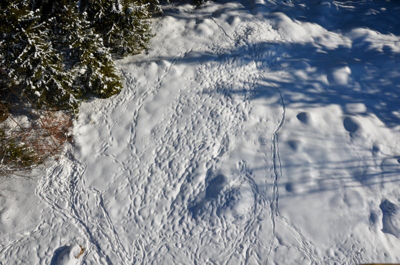 View of a Snowy Meadow with Long Snowy Human Footprints. Drone View ...