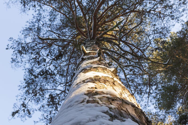 View of a Snowy Pine Tree from the Bottom Stock Photo - Image of ...