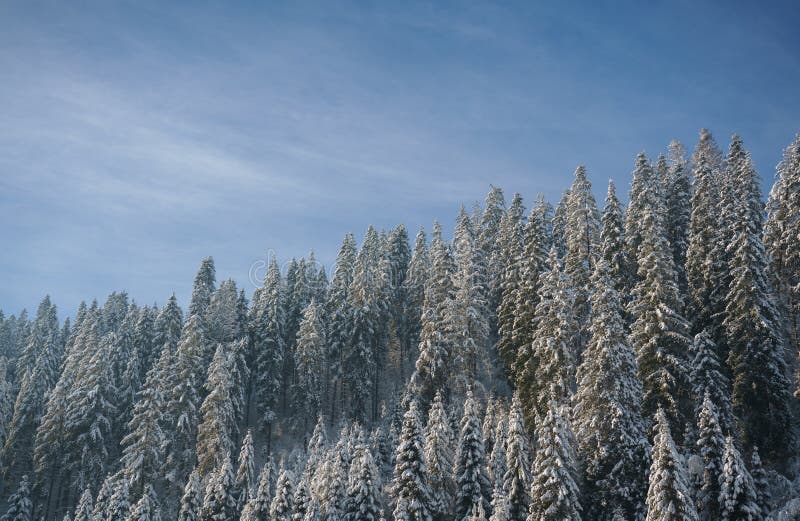 View of Snowy Pine Trees Forest with Blue Sky on Mountain with Copy ...