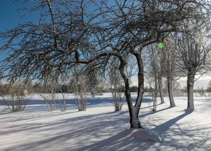 View of Snowy Tree, Tree Branches Snowy with Snow, Snow Texture Stock ...