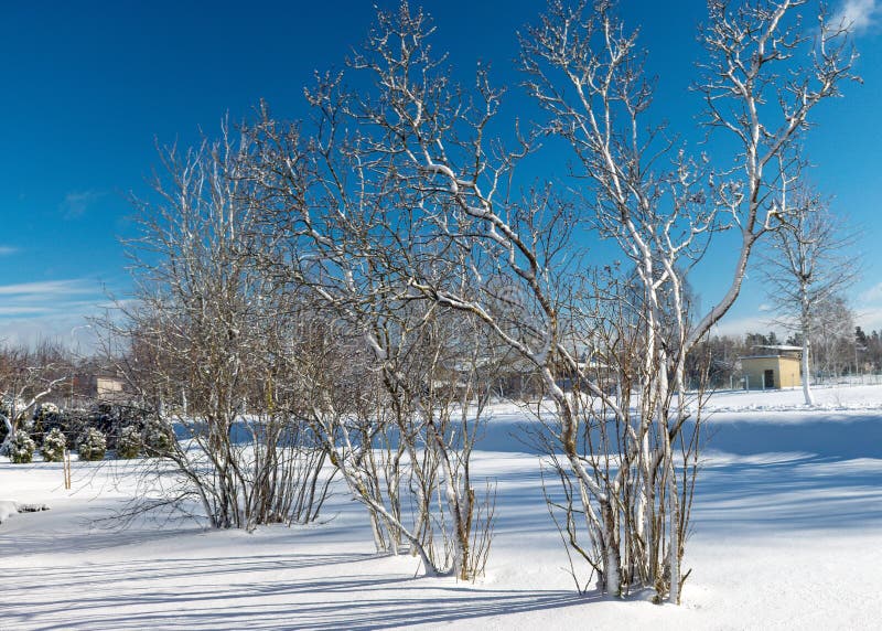 View of Snowy Tree, Tree Branches Snowy with Snow, Snow Texture Stock ...