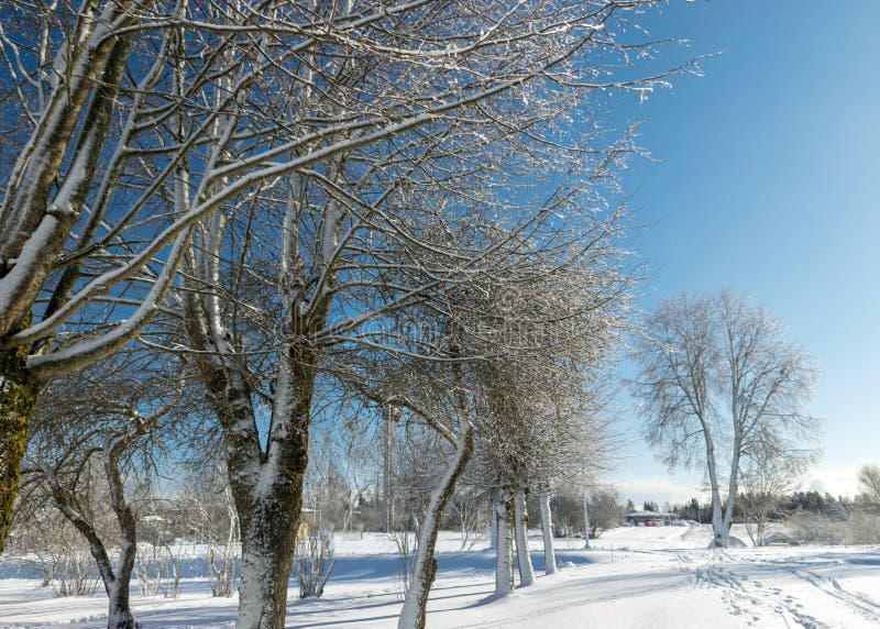 View of Snowy Tree, Tree Branches Snowy with Snow, Snow Texture Stock ...