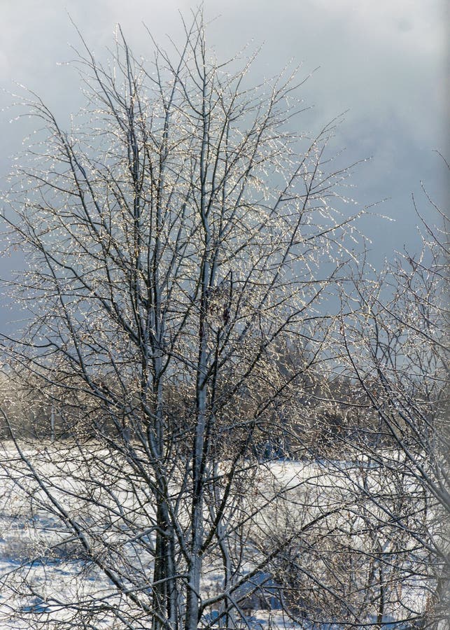 View of Snowy Tree, Tree Branches Snowy with Snow, Snow Texture Stock ...