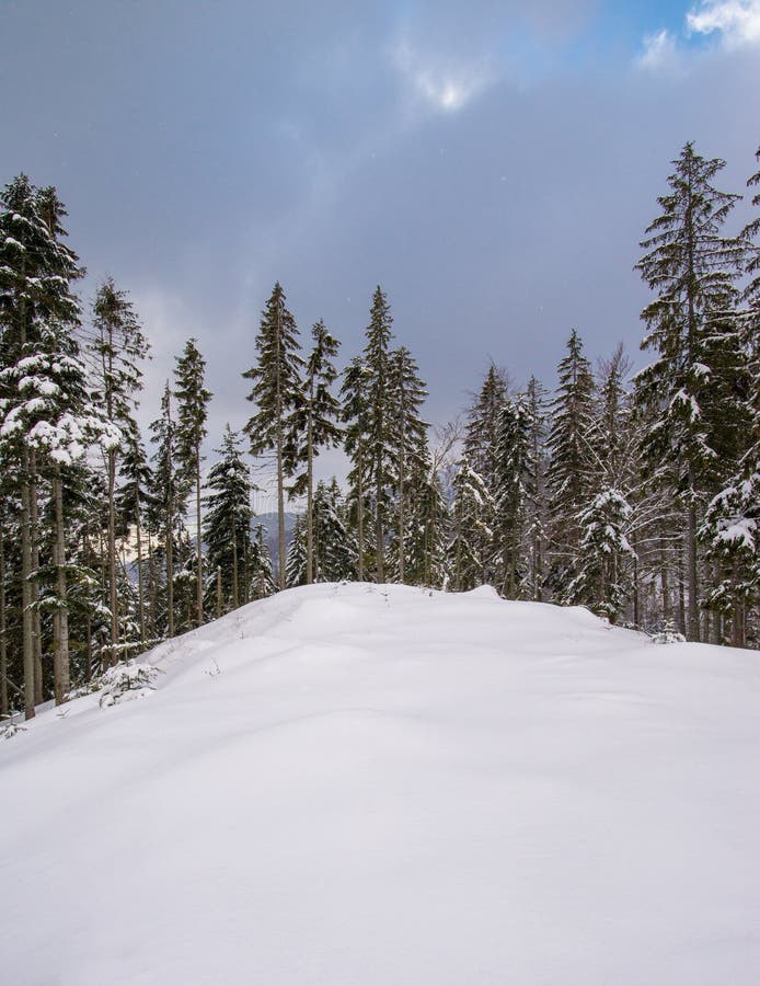 View of Snowy Trees in the Mountains Stock Image - Image of frosty ...