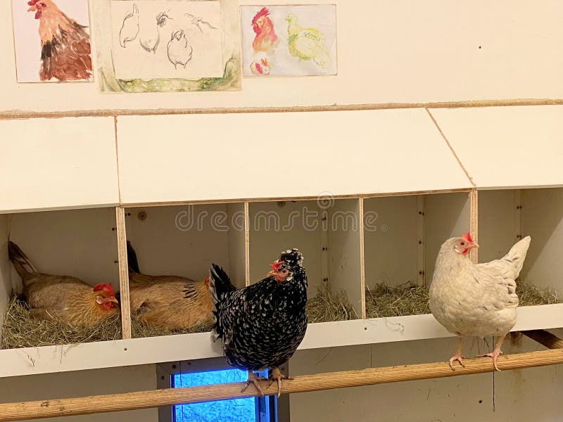 A View of Some Chickens in an Enclosure Stock Image - Image of wildlife ...