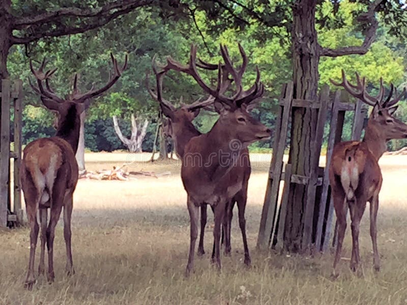 A view of some Deer stock photo. Image of natural, outdoor - 193046604