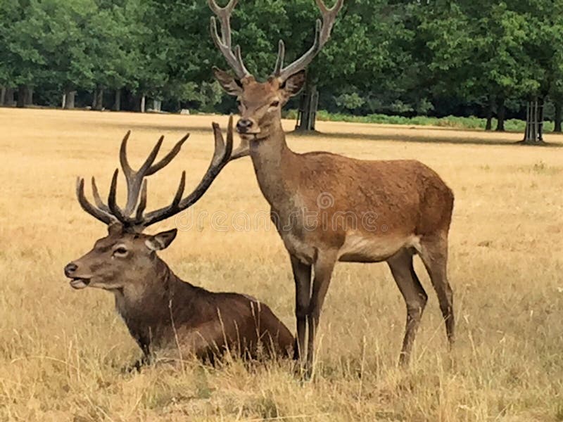 A view of some Deer stock photo. Image of nature, richmond - 193046610