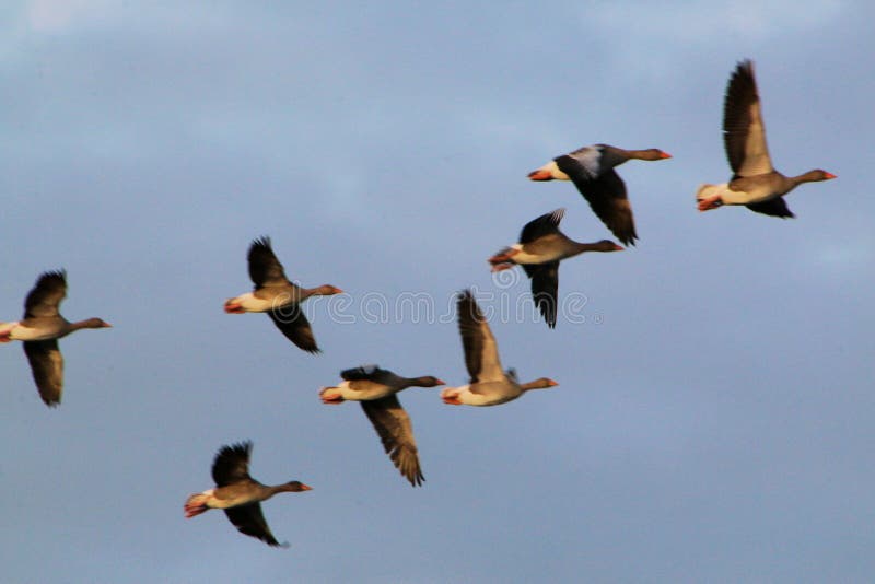 A View of Some Geese in Flight Stock Photo - Image of view, bird: 206395286