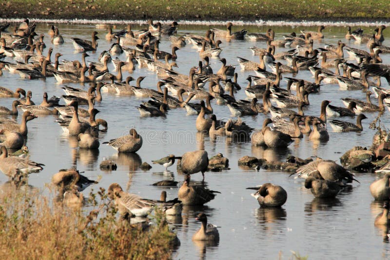 A View of Some Geese on the Water Stock Photo - Image of geese, view ...