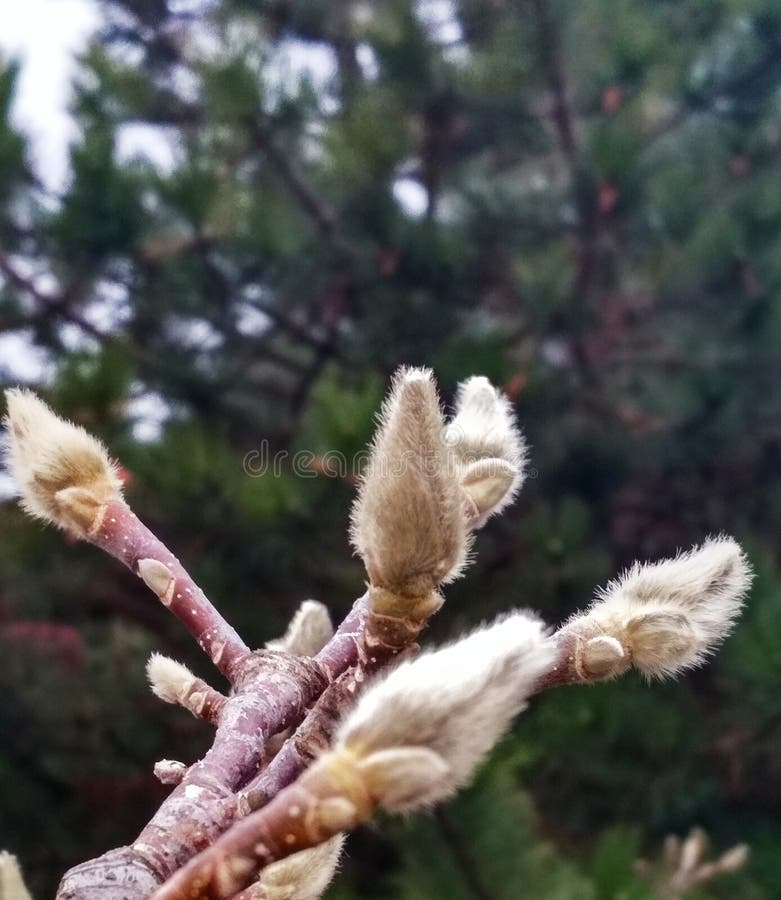 Spring is Coming, Leaf Buds Stock Image - Image of leaf, beautiful ...