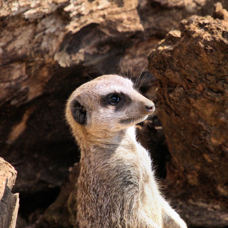 Some Meerkats Keep Watch on an Old Tree Stump Which Resembles a ...