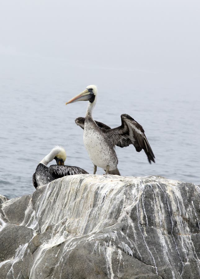 View of Some Peruvian Pelican Stock Photo - Image of nature, water ...