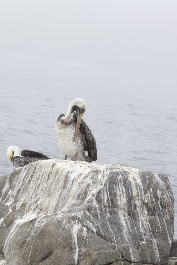 View of Some Peruvian Pelican Stock Image - Image of national, view ...