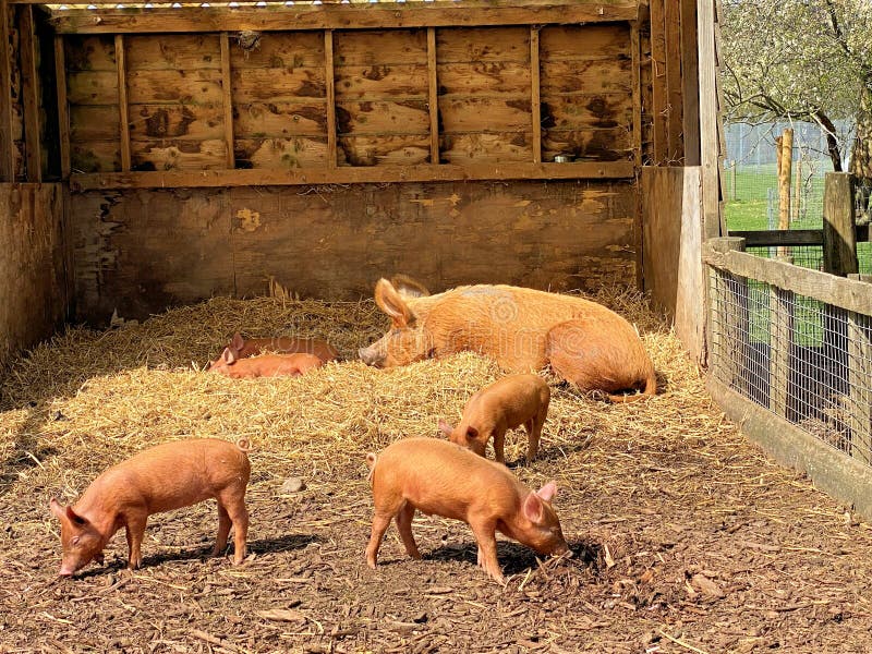 A view of some Pigs stock photo. Image of nature, pigs - 261813860