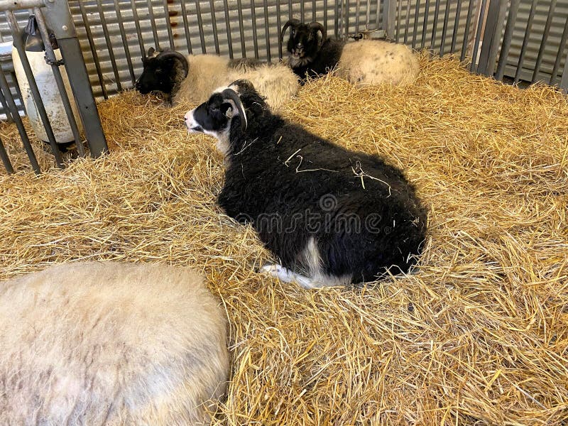 1,454 Sheep Enclosure Stock Photos - Free & Royalty-Free Stock Photos ...