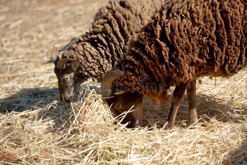 Soay Sheep Feeding on Hay at Farm Stock Image - Image of species, fair ...