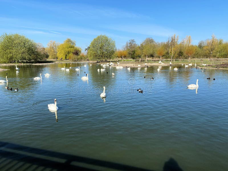 A view of some Swans stock photo. Image of wildlife - 218095996