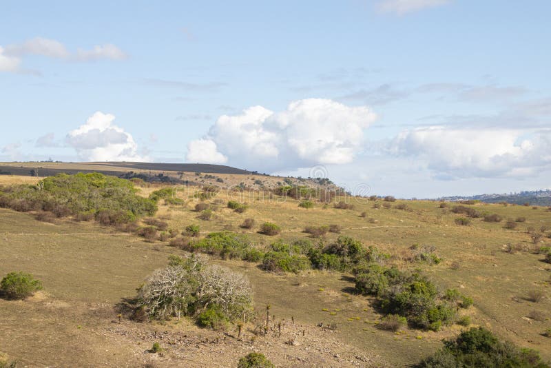 View of Bushveld in South African Game Reserve in Early Evening Stock ...
