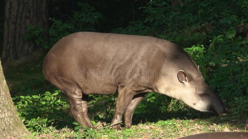 View of a South American Tapir Tapirus Terrestris Stock Video - Video ...