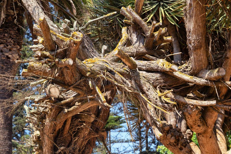 View of the South Tree Plants in El Jadida (Mazagan). Morocco, Africa ...