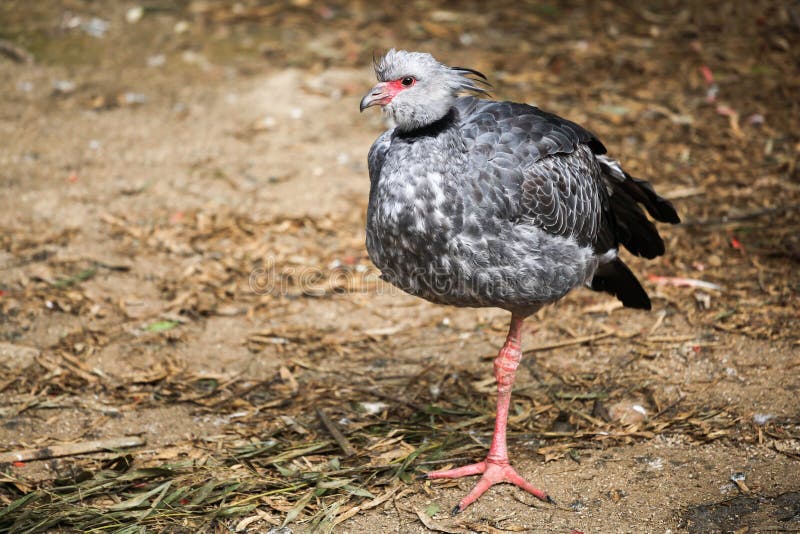 View of a Southern Screamer Stock Image - Image of chauna, argentina ...