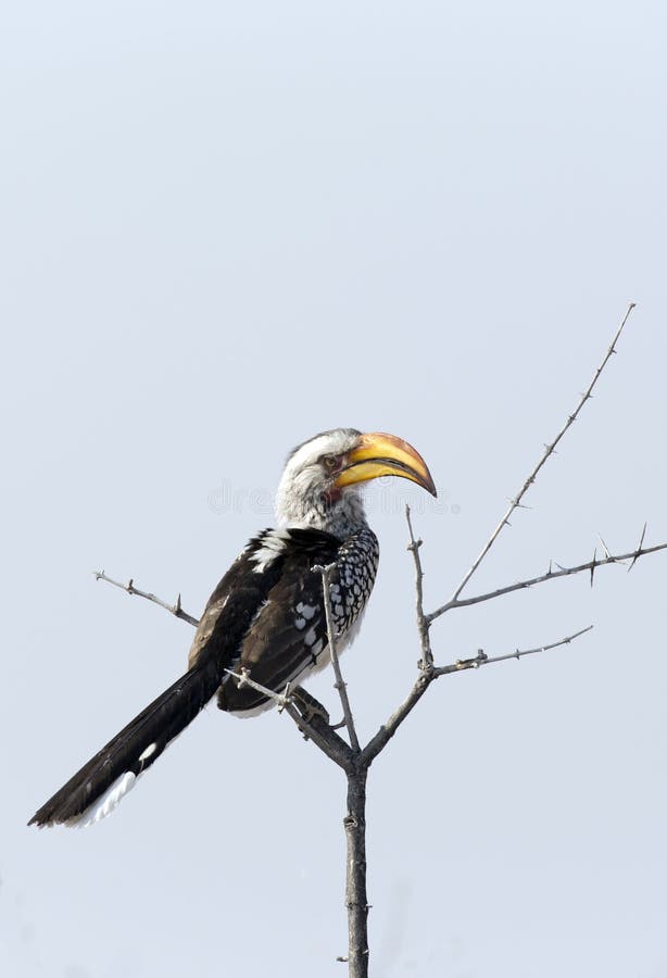 A View of Southern Yellow Billed Hornbill Stock Image - Image of ...