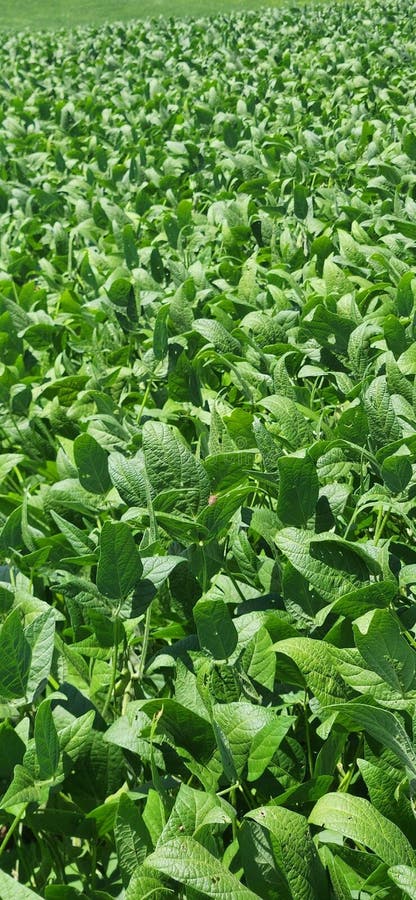 View of a Soybean Plantation with Stink Bug Stock Photo - Image of ...