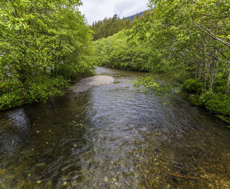 A View of the Spawning Area on the Main Salmon Stream in Ketchikan ...
