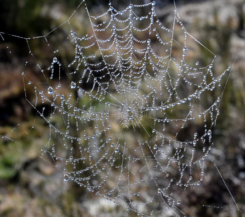 View of Spider Net with Water Drops Stock Image - Image of intricacy ...